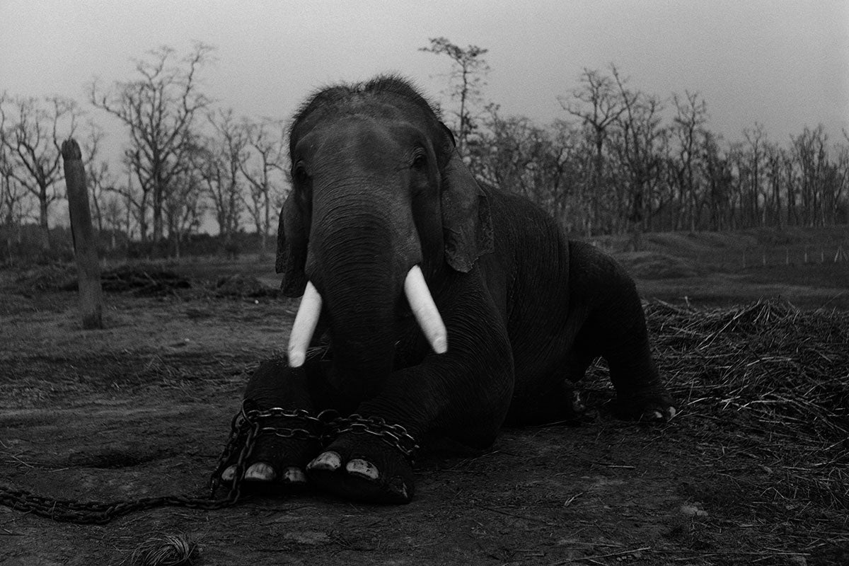 Patrick Browns’ ‘Chained Elephant’ – Panos Prints